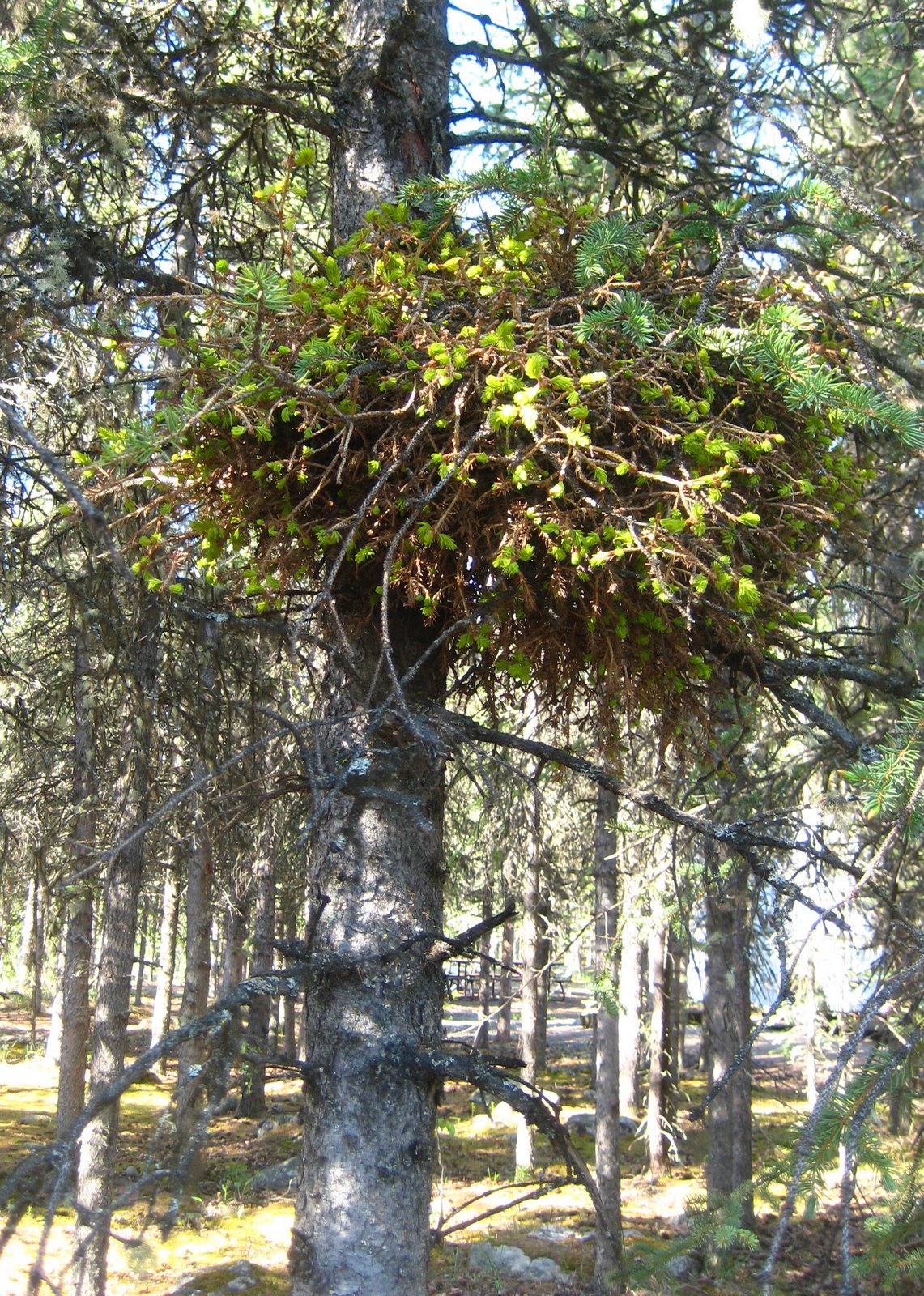 CO-Horts: Dwarf Mistletoe in Ponderosa Pines posted by Mark J. Platten