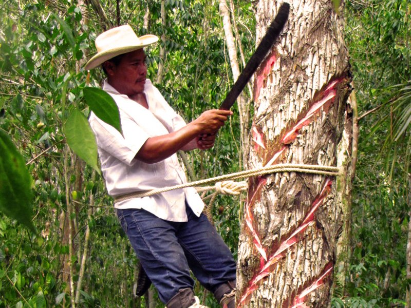 El Blog de Pakal: El Chicle Invento De Los Mayas.