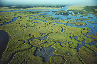 Florida Everglades Ecosystem: Ecosystem Description