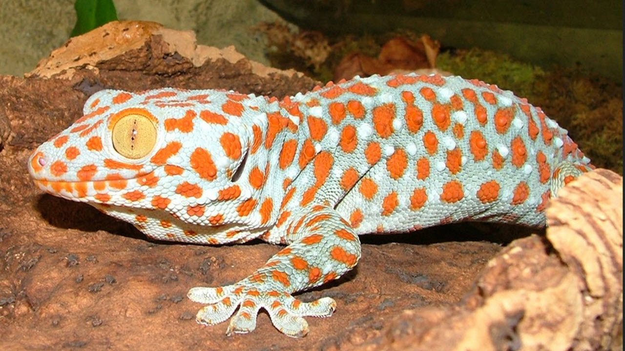 Manfaat Daging Tokek Bagi Kesehatan Tubuh - Salam Mesin Kanan Vespa