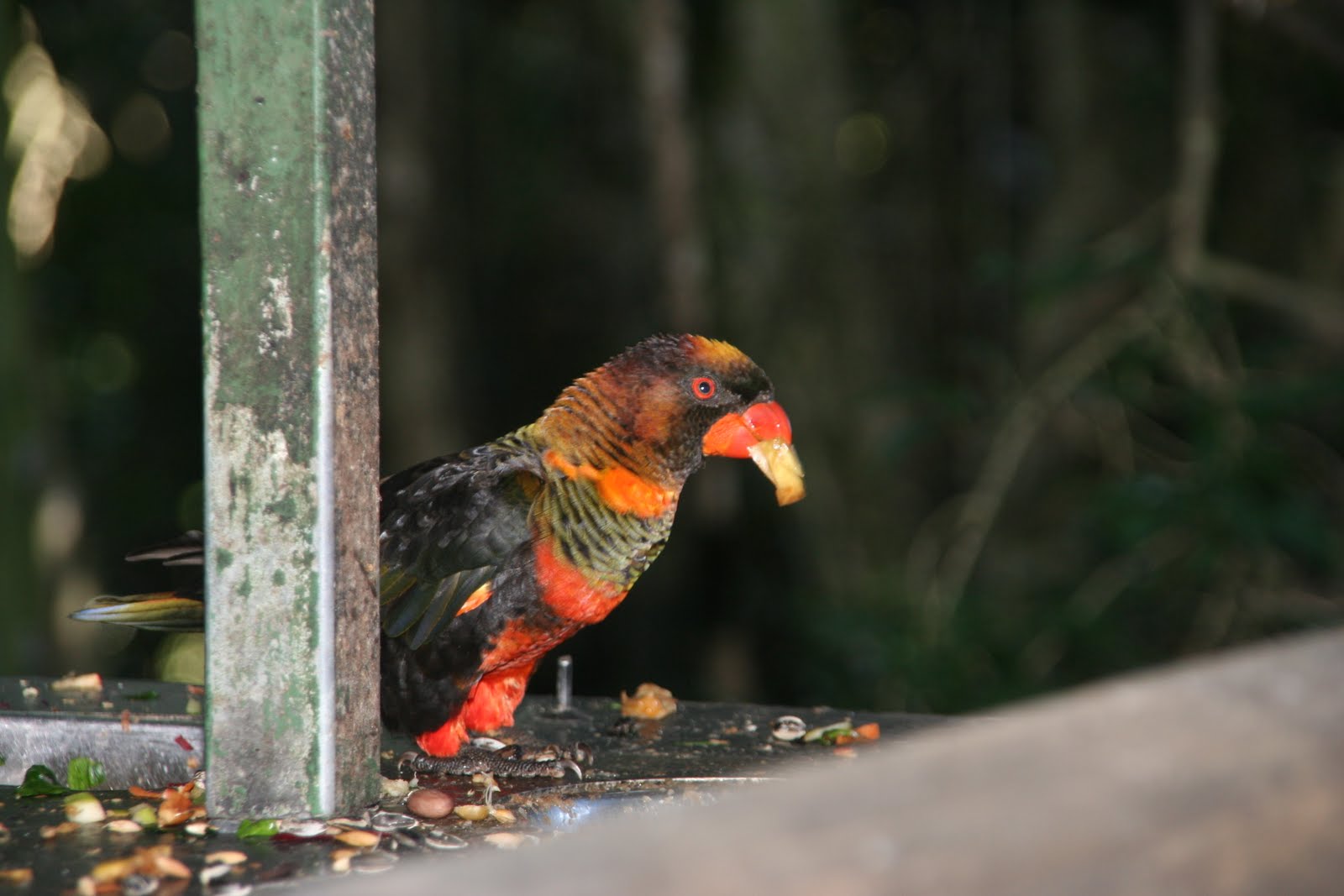 A Canadian Mom in Africa: Birds of Eden - Part One
