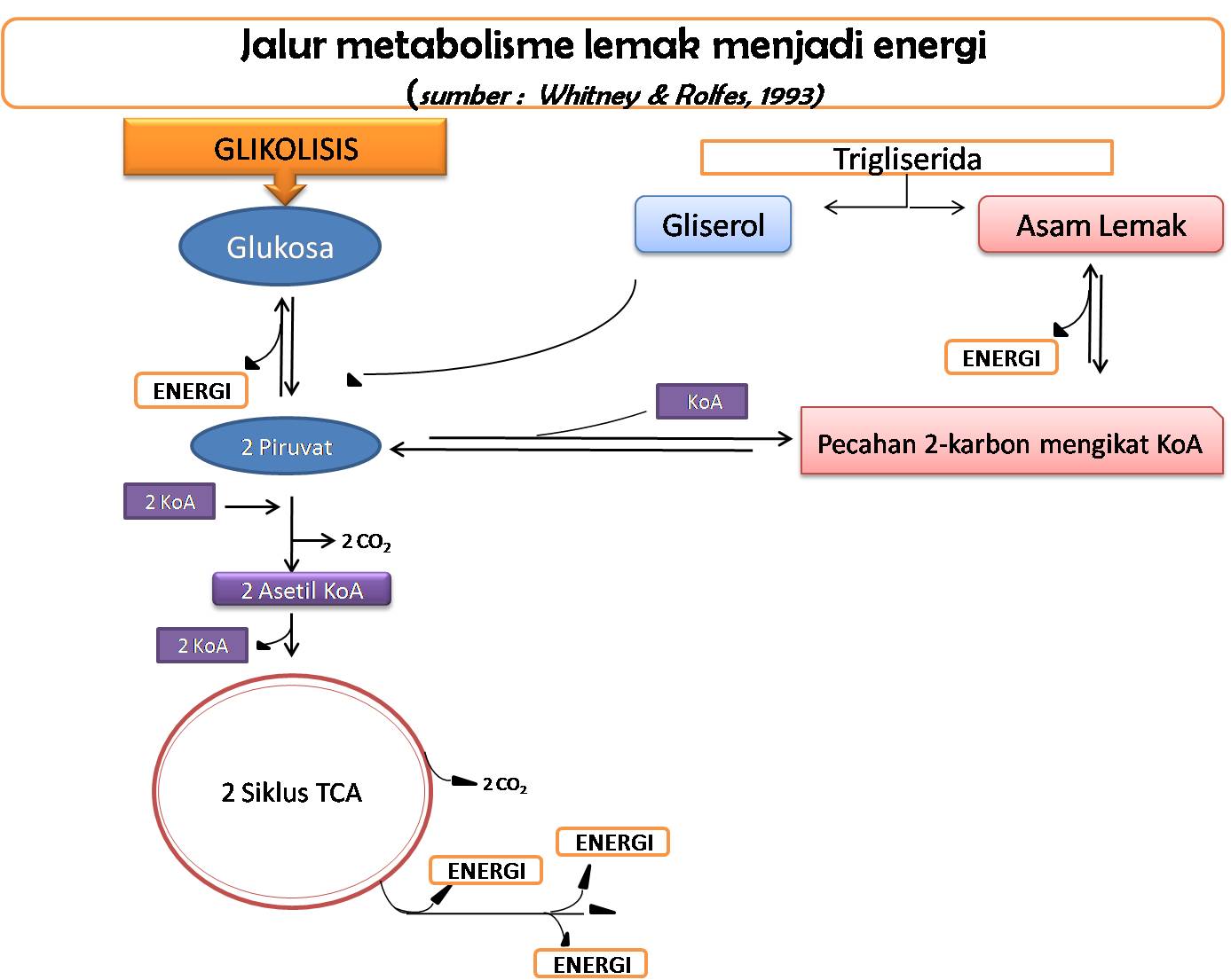 Faktor Unsur Metabolisme Protein | Sinapu Online