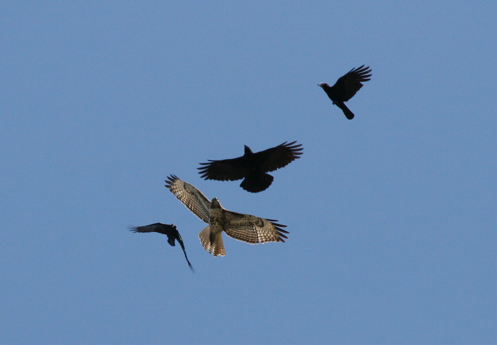 In the Sonoran Sun: Mobbing Behavior in Birds