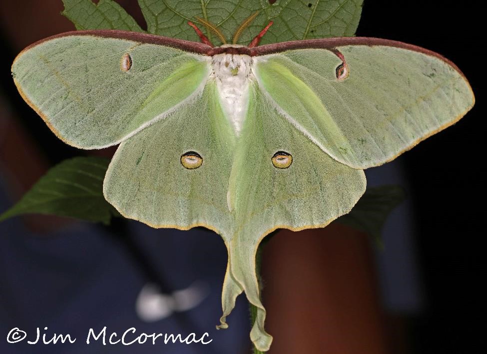 Ohio Birds and Biodiversity: Creatures of the night delight avid fans