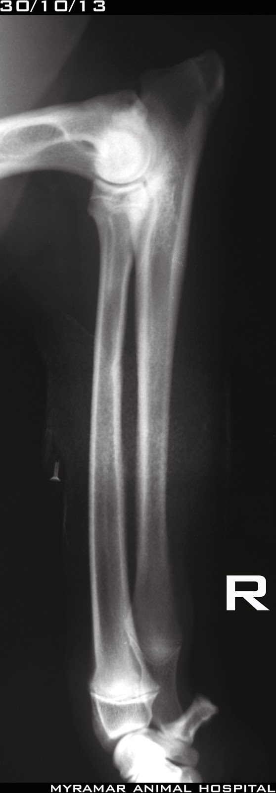 2. FRACTURAS DE RADIO Y CÚBITO. TRAUMATOLOGÍA VETERINARIA.: 2013