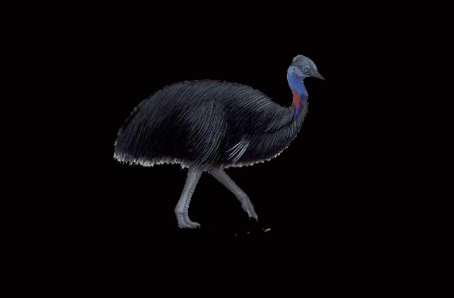 Burung Kasuari Kerdil (Casuarius Bennetti)