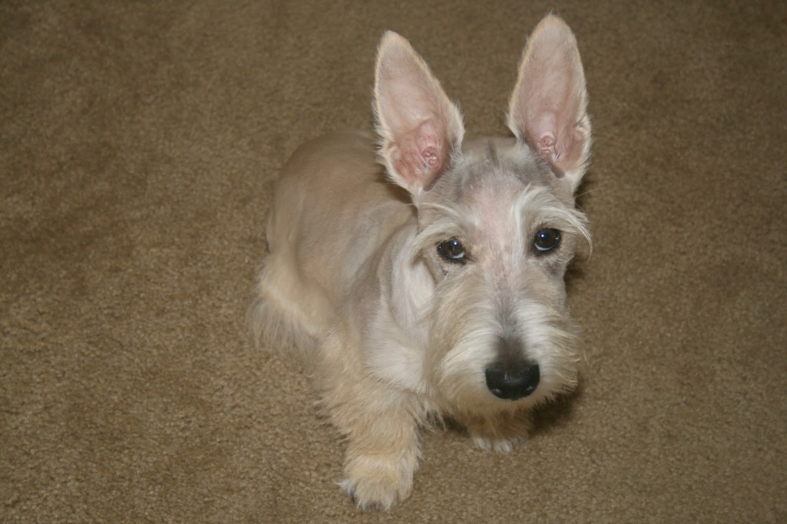 Daisy the Scottie: Haircut #2