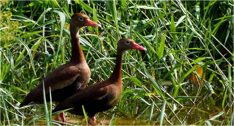 CRONICAS DE CUCUTA: 1195.- LAS AVES REINAN EN BOSQUES SECOS DE CUCUTA
