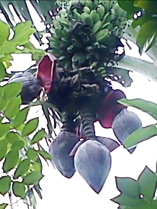 Philippines Illustrated : Freaky bananas that baffled local news media ...