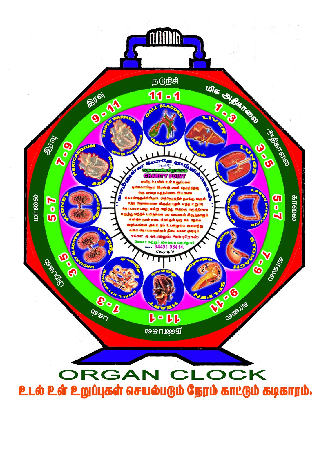 Mother Yoga and Nature Cure: ORGAN ( BIOLOGICAL ) CLOCK