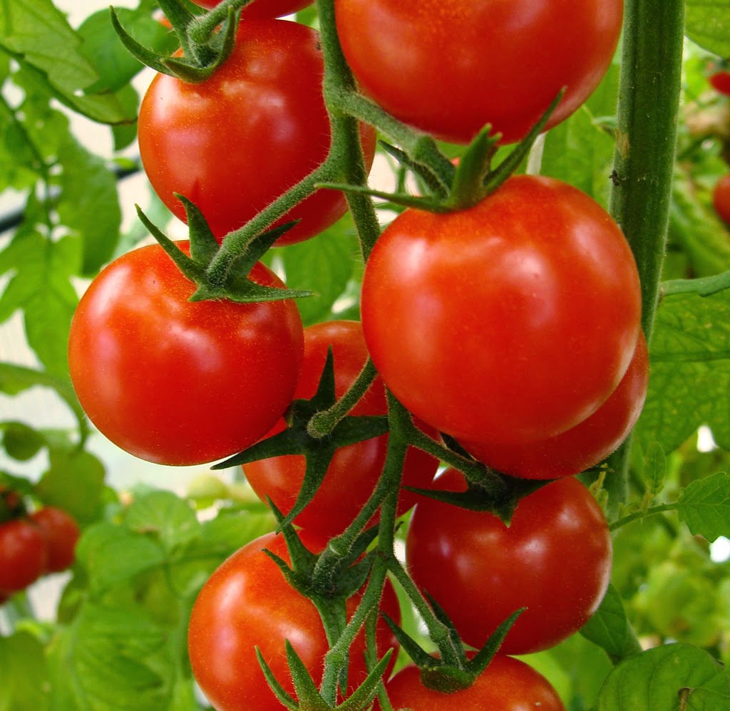 cocina tropical : sabores del caribe y del pacifico