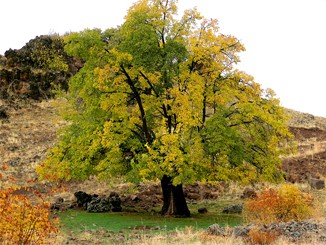 Moruše – ospalé krásky s chutnými plody | Vysněná zahrada