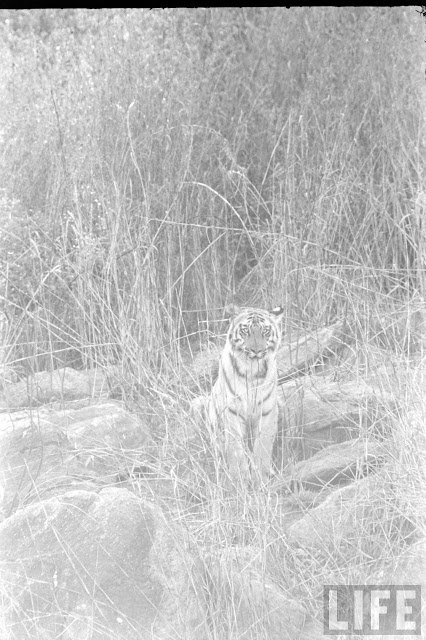 Tiger Hunting Photographs of India - 1965 (Part-2) - Old Indian Photos