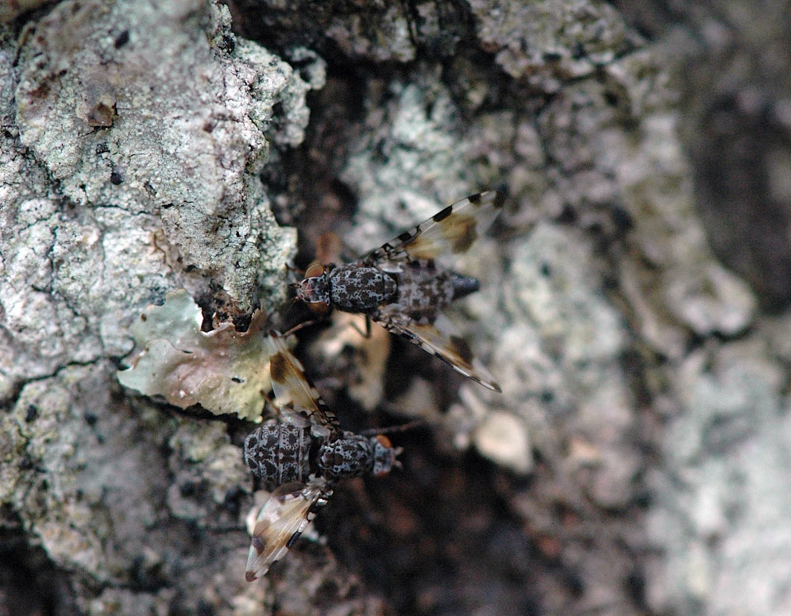 Field Biology in Southeastern Ohio: A Rotting Tree Attracts Insects