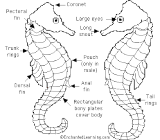 Interesting Facts: Interesting Facts about Seahorse