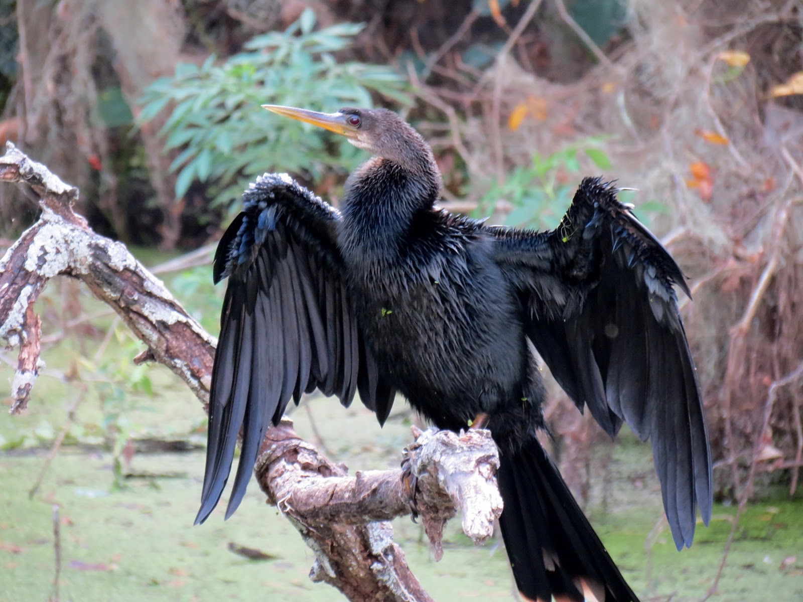 Viewing nature with Eileen: Anhinga