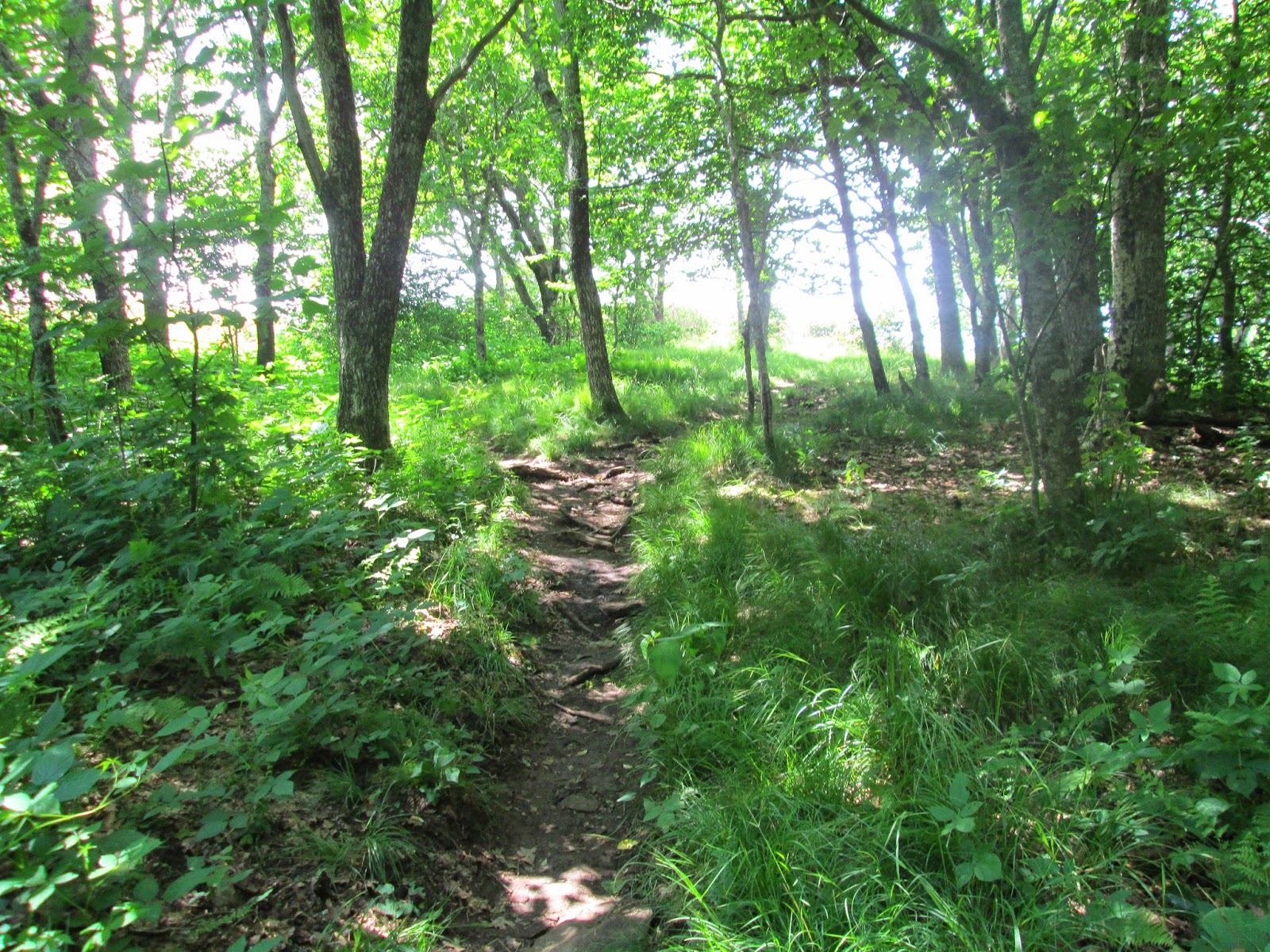 Hiking with Lipstick: The Azaleas of Gregory Bald