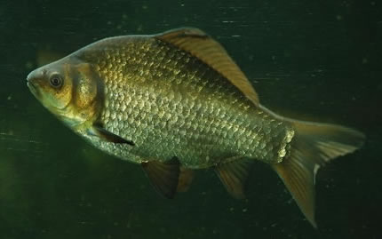 slatkovodna riba vrste: Karas