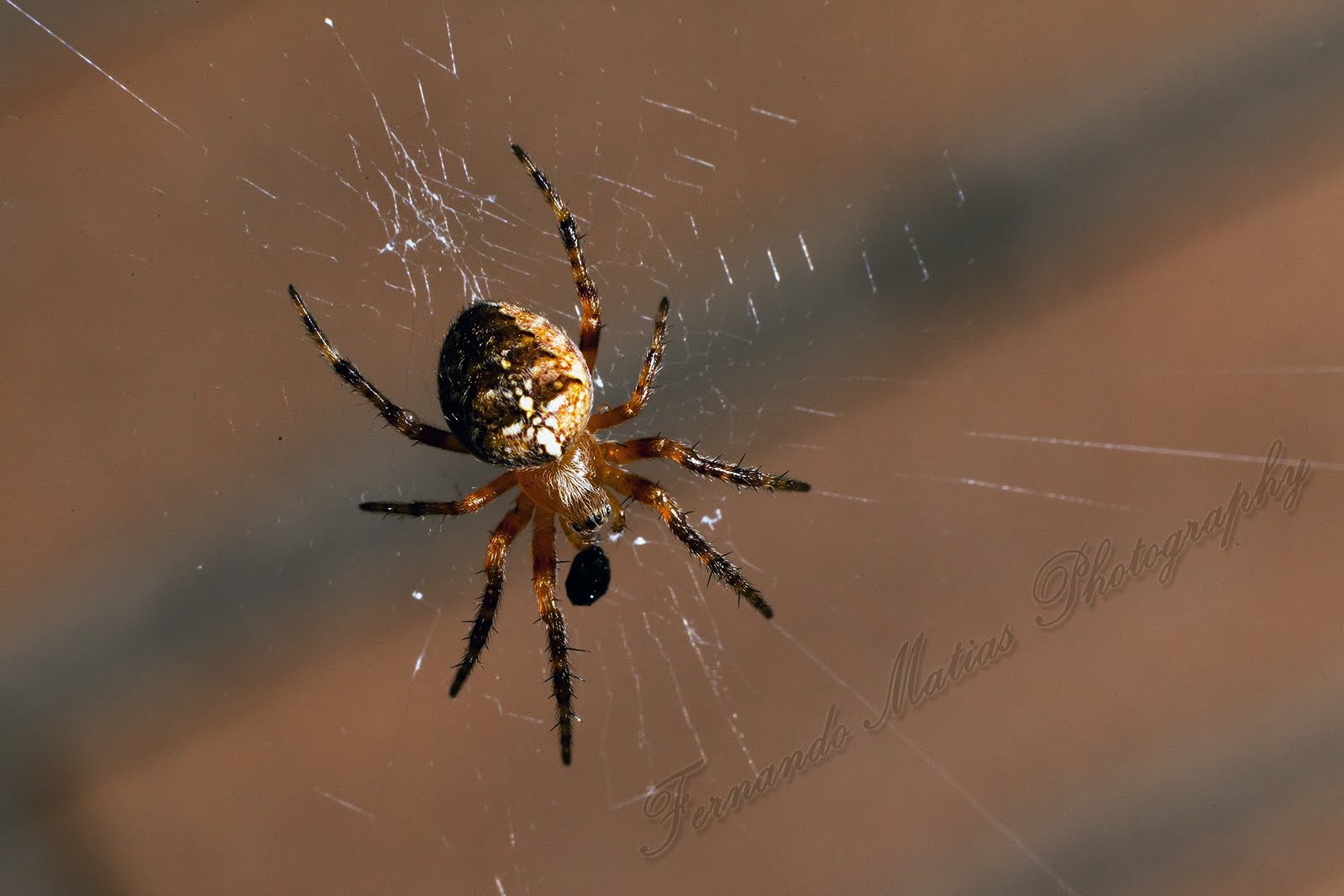 Fernando Matias Photography - Ottawa Ontario - Ottawa Wedding ...