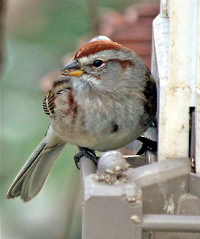 nature tales and camera trails: A Tree Sparrow Arrives