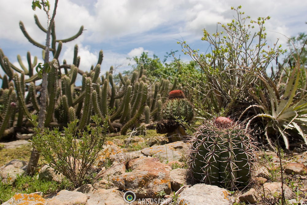 Fotos Do Bioma Da Caatinga - FDPLEARN