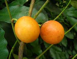 Vida e os benefícios da fruta bacupari - Blog Doando Vida