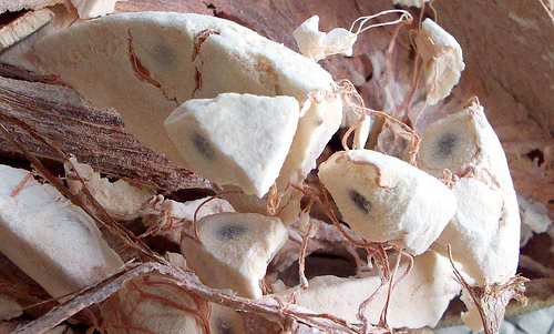 Je Wajua, UBUYU una Vitu Gani ambavyo ni Faida kubwa katika Mwili wako ...