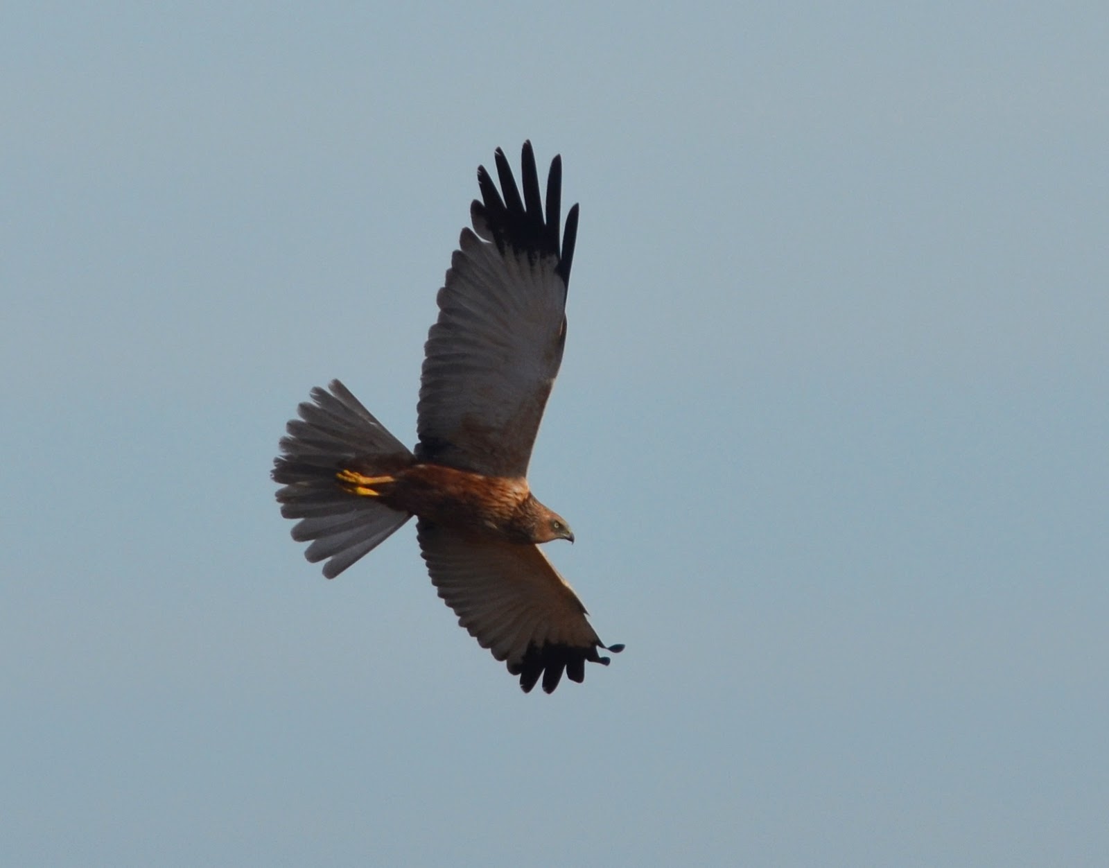 The Early Birder: Marsh Harrier