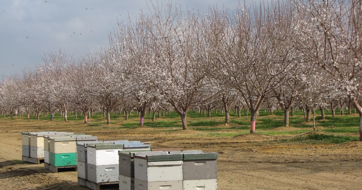 Buzzing Across America: Commercial Beekeeping