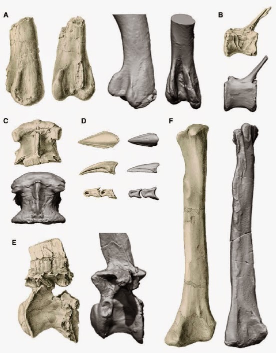 The Theropod Database Blog: Spinosaurus surprise