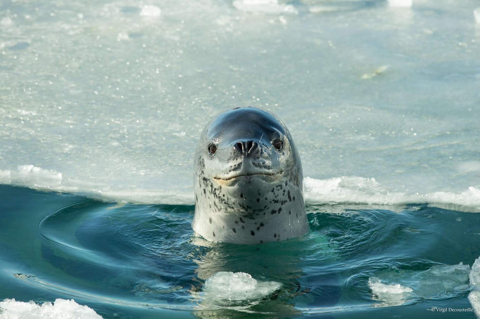 Blog officiel du district de Terre Adélie en Antarctique - TAAF ...