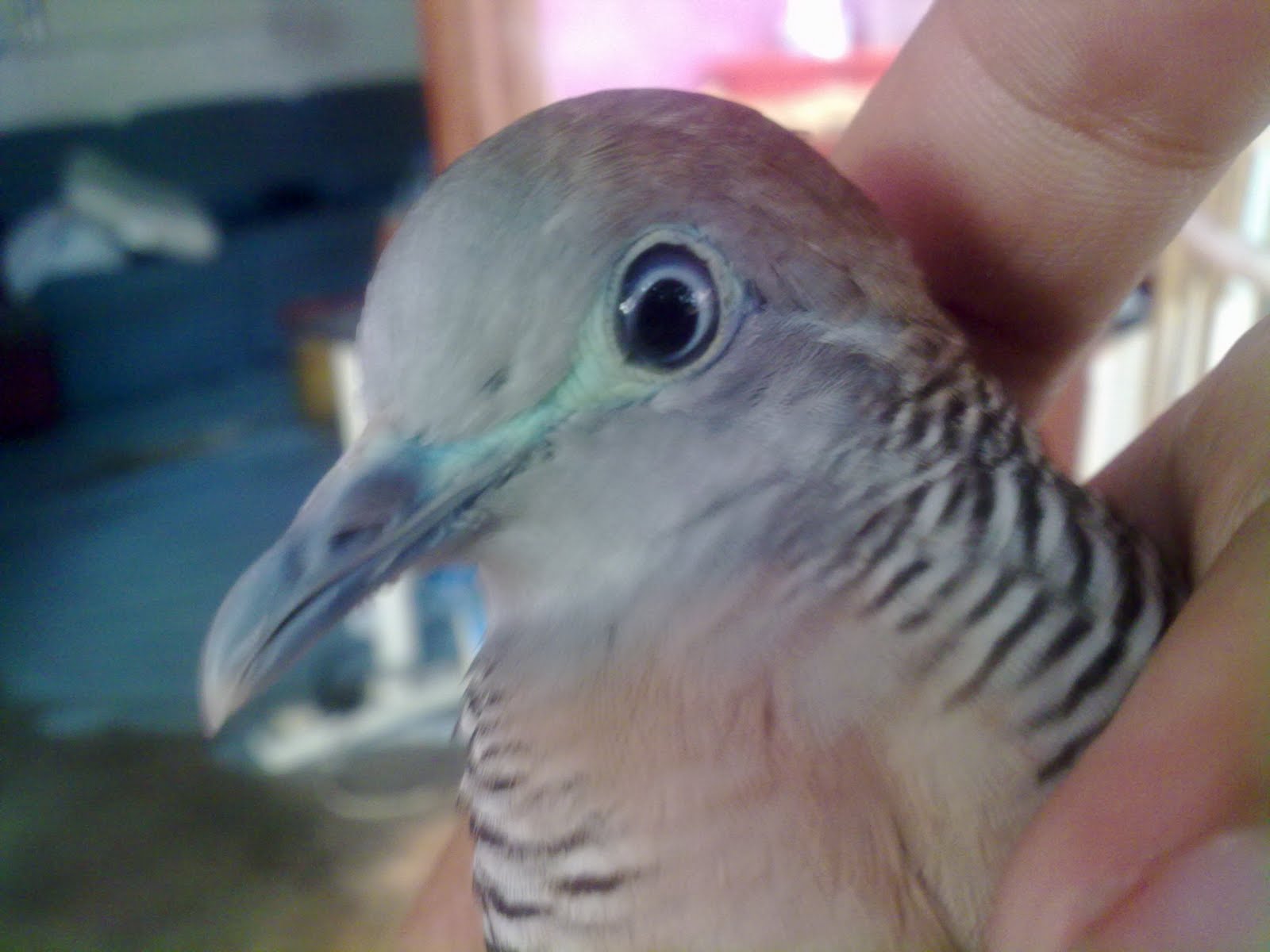 Pemikat Tekukur : Nok Main Merbok (ketitir) pulok (Tinggal Kenangan)