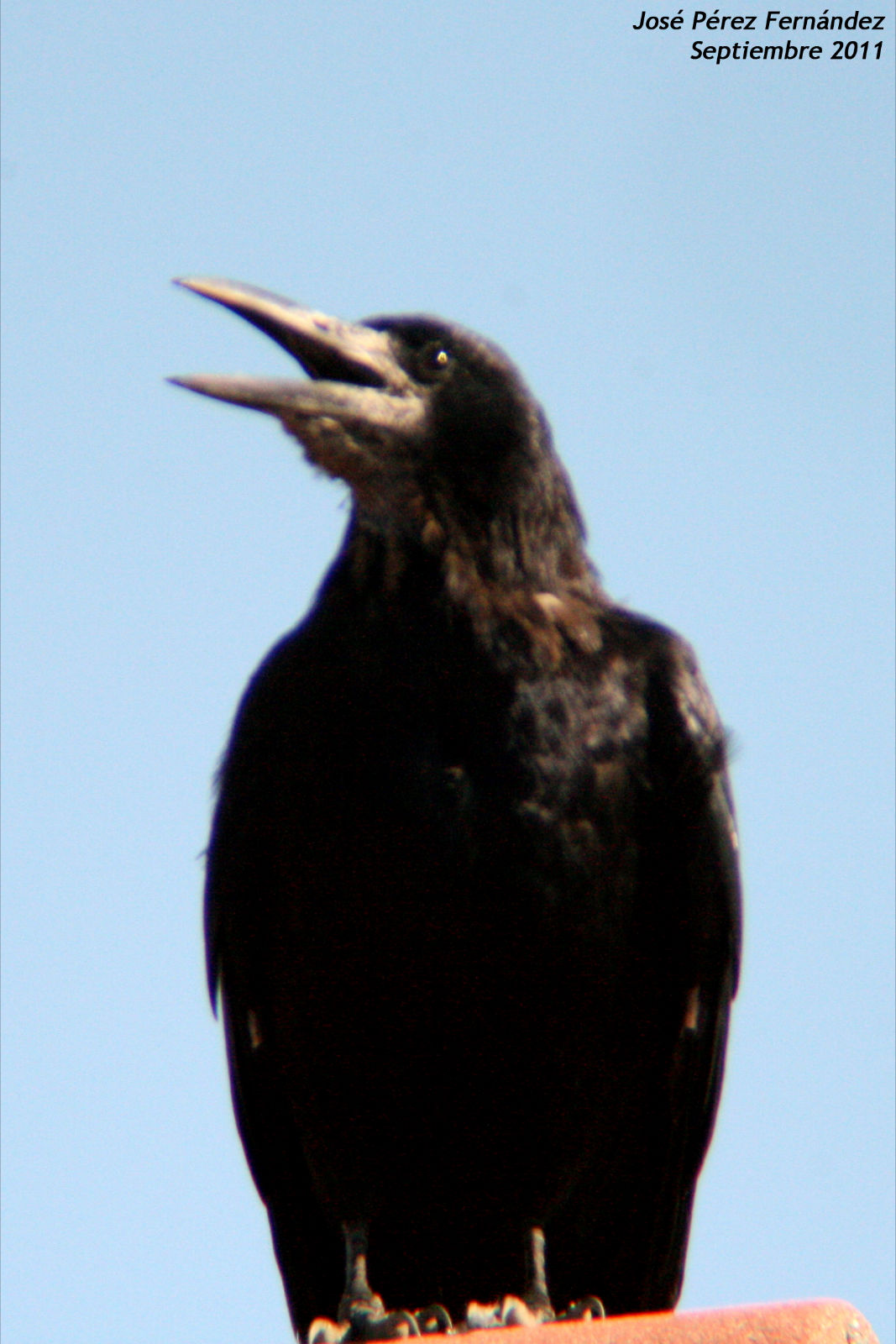 Pajareando: Grajas (Corvus frugilegus) de León (España). Rook, from ...