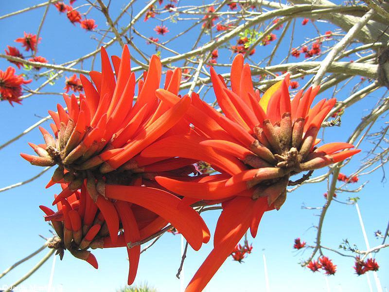 Future is written in green: Erythrina caffra, the South African coral tree