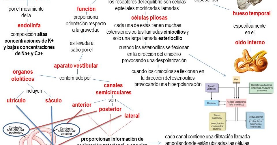 Blog Fisiología UAS: Sentido del Equilibrio