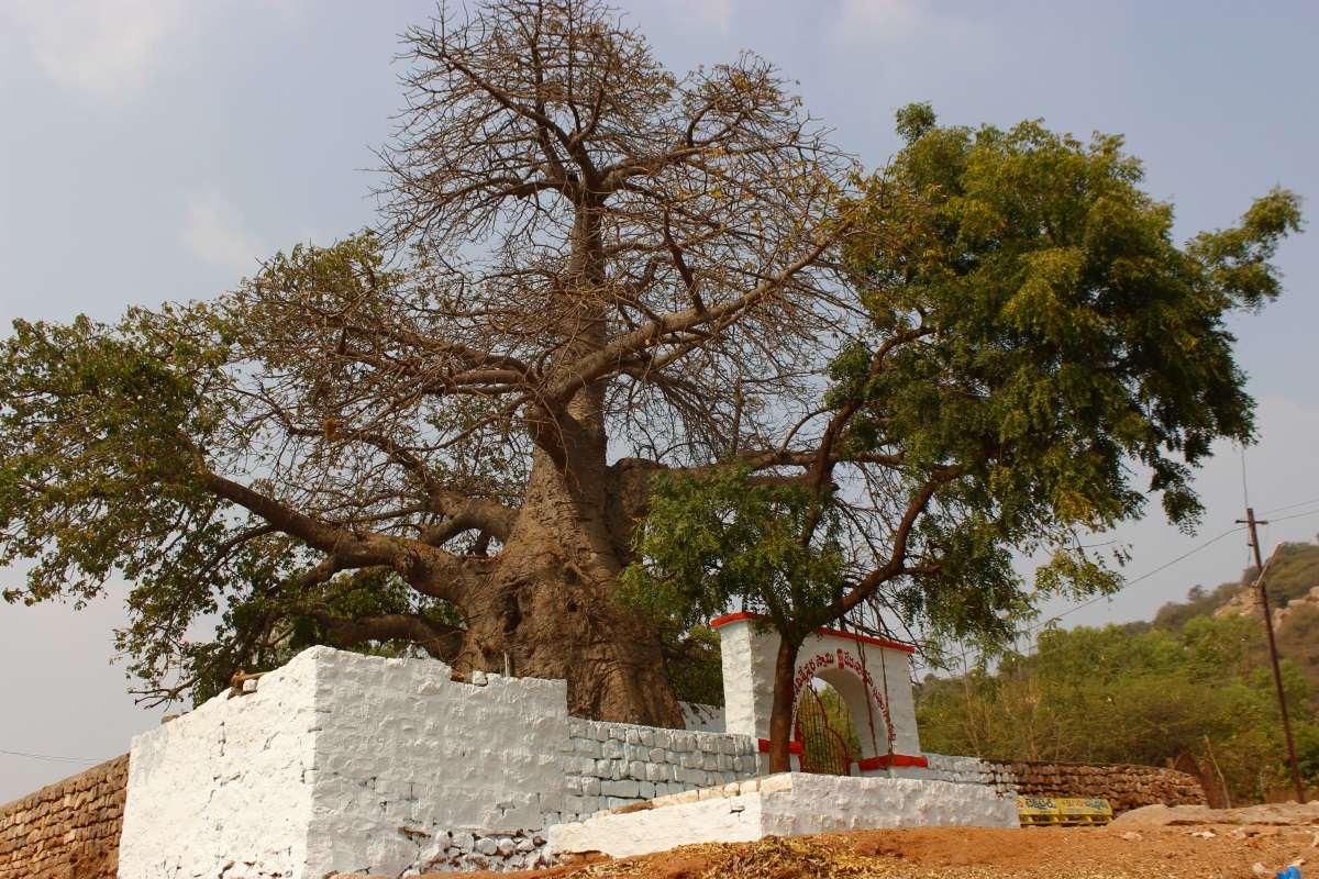 Journeys across Karnataka: Baobab tree on Balachandruni Guttalu, Nalgonda