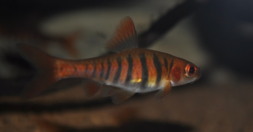 ZOOTOGRAFIANDO (6.100 ANIMALS): BARBO BANDEADO AFRICANO / AFRICAN ...