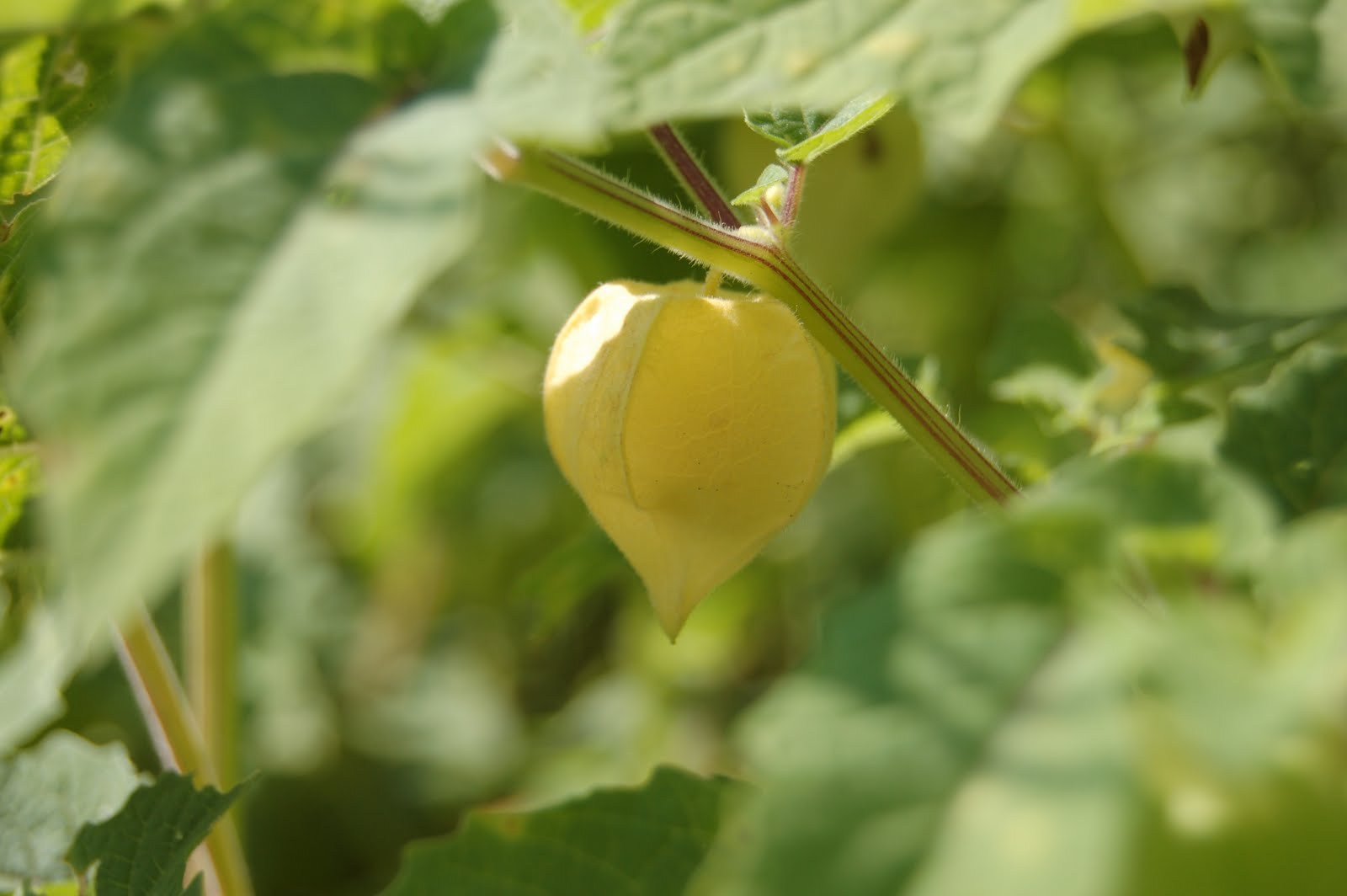 3 Jardins au Québec: Au sujet des cerises de terre, ces douceurs légères