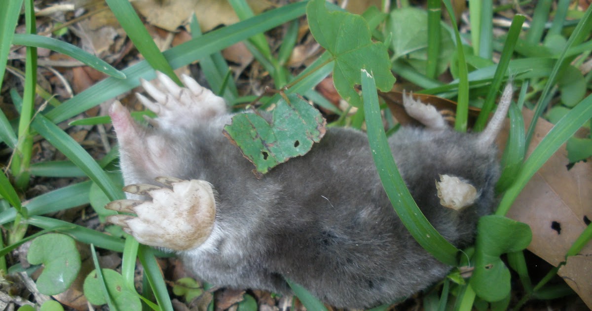 MARIETTE'S BACK TO BASICS: {Eastern Mole - Scalopus Aquaticus}