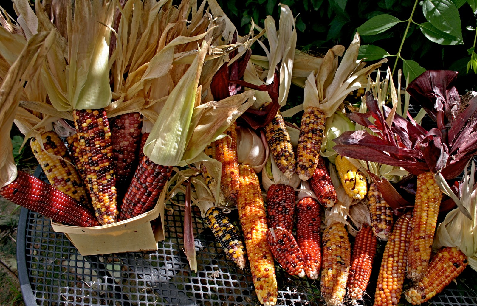 Inside My Secret Garden...Day-to-Day Living at Cairnwood Cottage