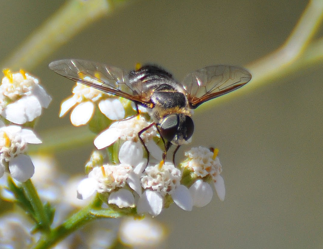 Native Plants at CSU Dominguez Hills: Bee Flies – the family Bombyliidae