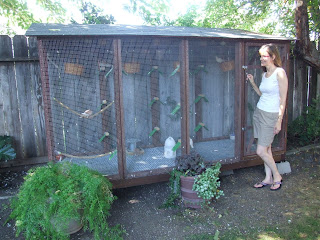 the rescue report: Ringneck Doves as Pets, guest post by Cathy Kendall