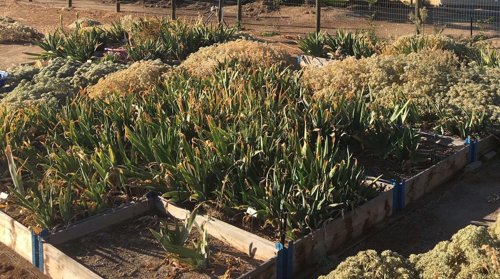 World of Irises: One Year Later: A Brief Report