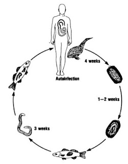 Public Health Resources: Capillariasis | Philippine Health Advisory
