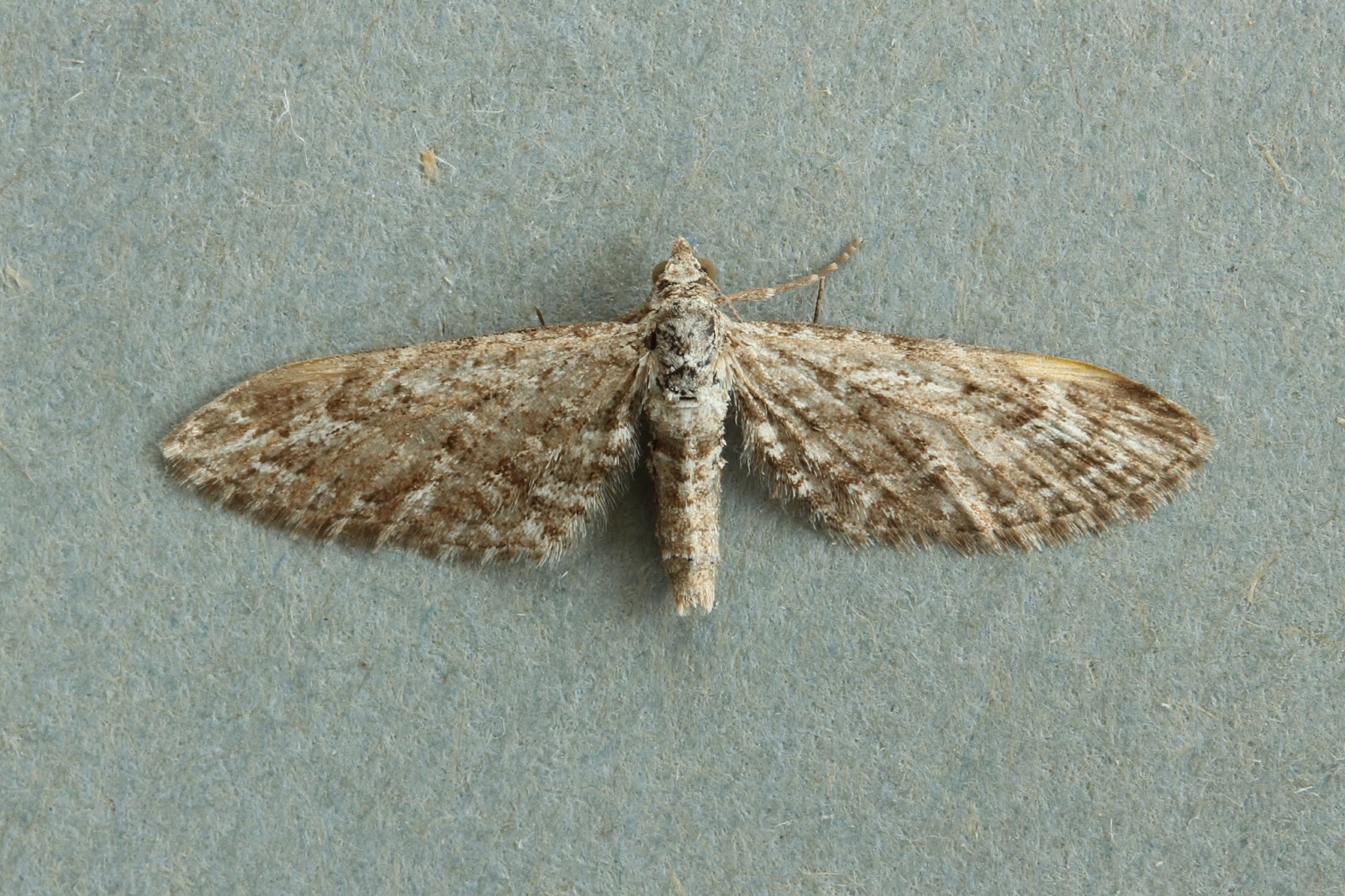 Ceredigion Moths: Small Seraphim
