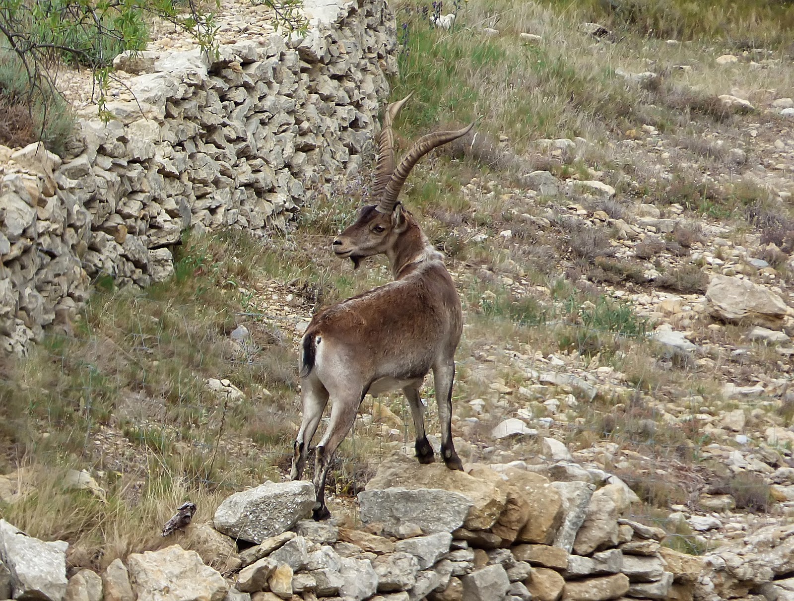 Oleander: Cabra montés