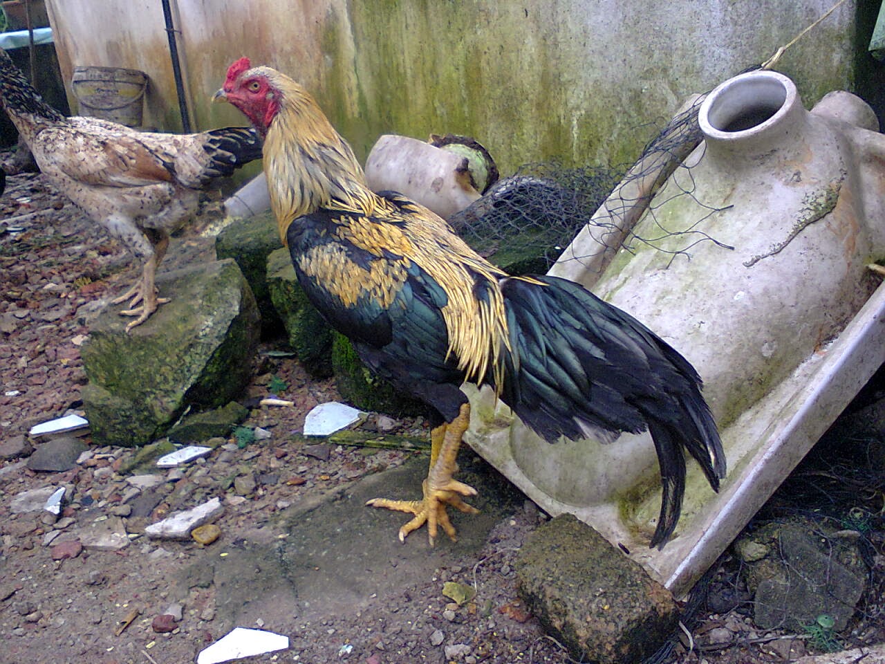 Pembiak Ayam Ratu LHK dan Malaysia Indio Gigante: Warna-warna ayam sabung.