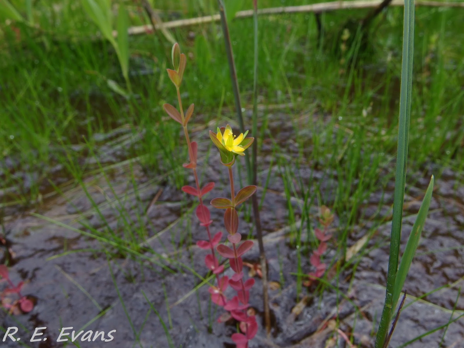 NC Plant Conservation & Beyond: Shenandoah sinkhole ponds