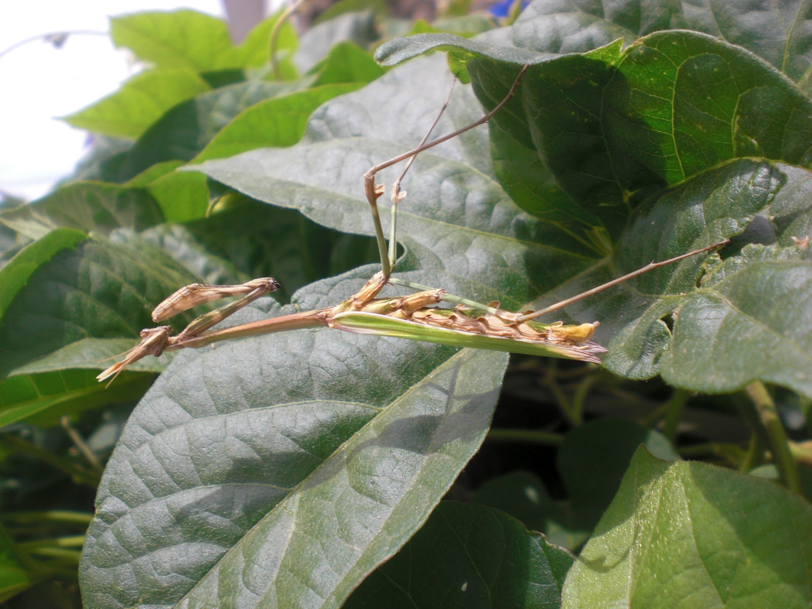Perfumes y luces de Extremadura: Empusa pennata. mantis palo. Hembra.
