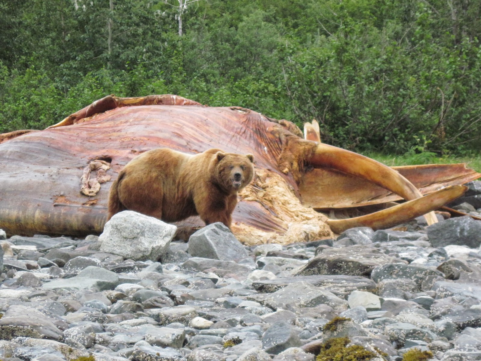 Captain Curran's sailing blog: Grizzly bears feed on Humpback whale carcass